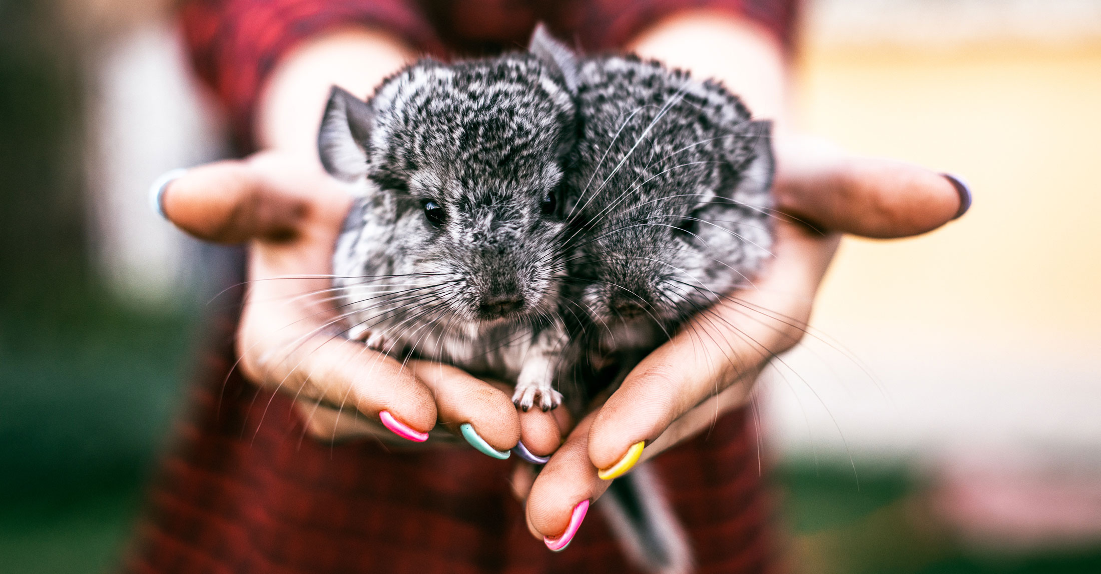 Rodent Veterinarian in Broomfield, CO | Broomfield Veterinary Hospital