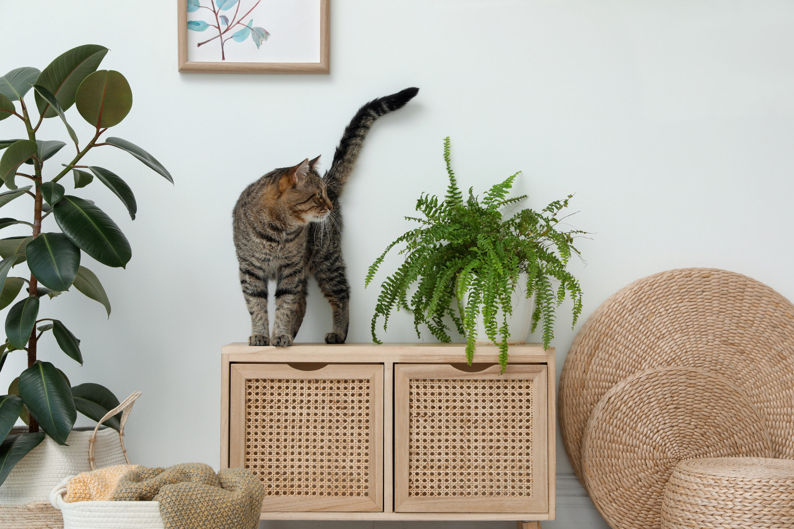 What to Know About Keeping an Indoor Cat | Broomfield Veterinary Hospital